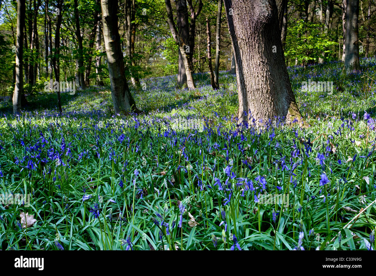 Bluebells in bloom at Middleton Woods, above Ilkley, West Yorkshire ...
