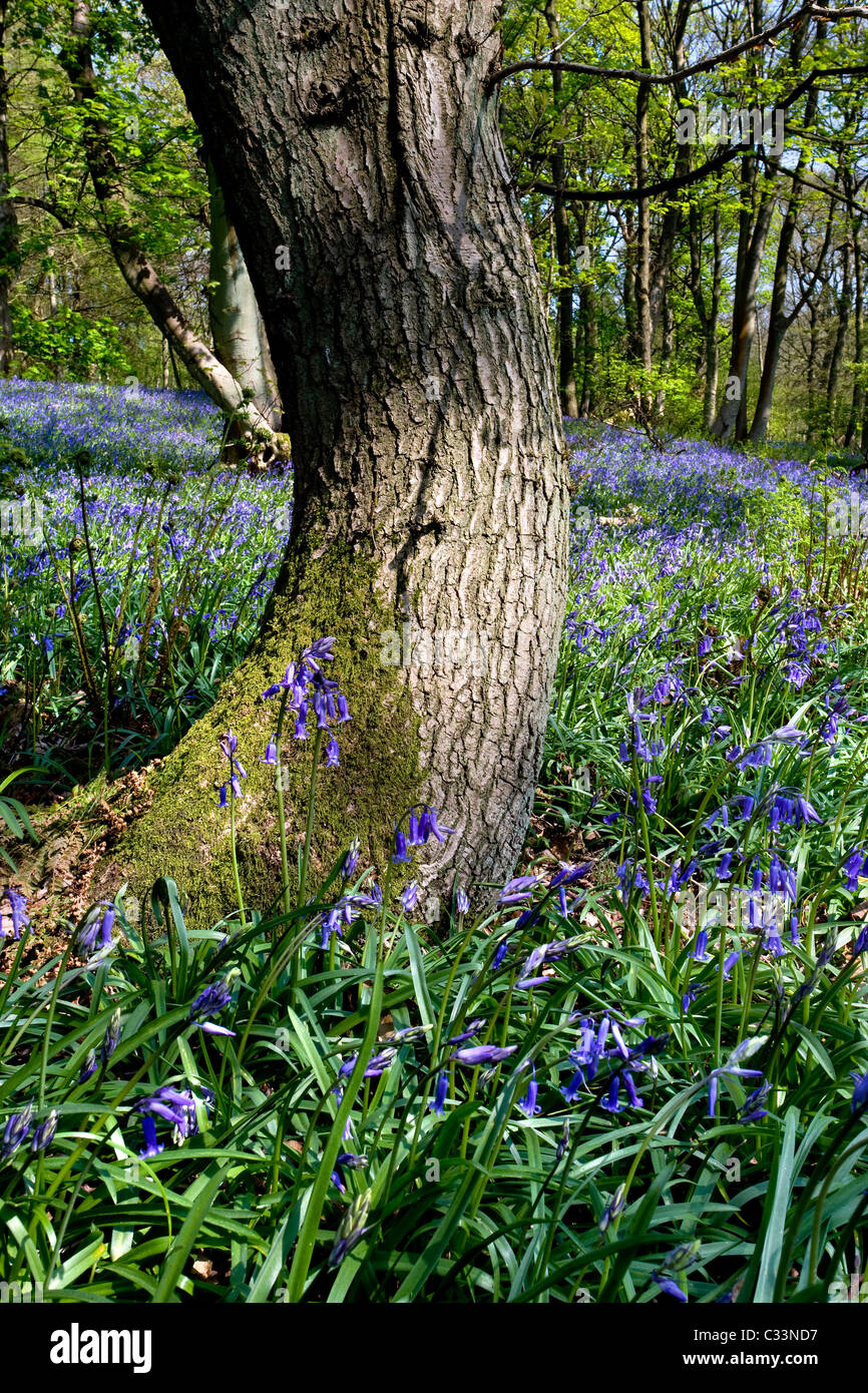 Bluebells in bloom at Middleton Woods, above Ilkley, West Yorkshire ...