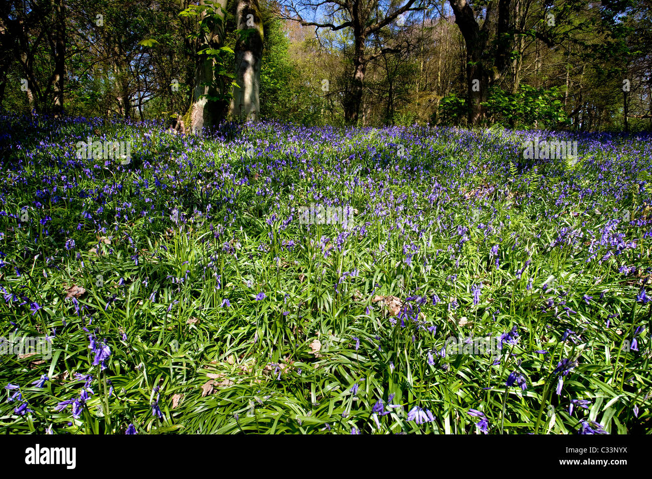 Bluebells in bloom at Middleton Woods, above Ilkley, West Yorkshire ...