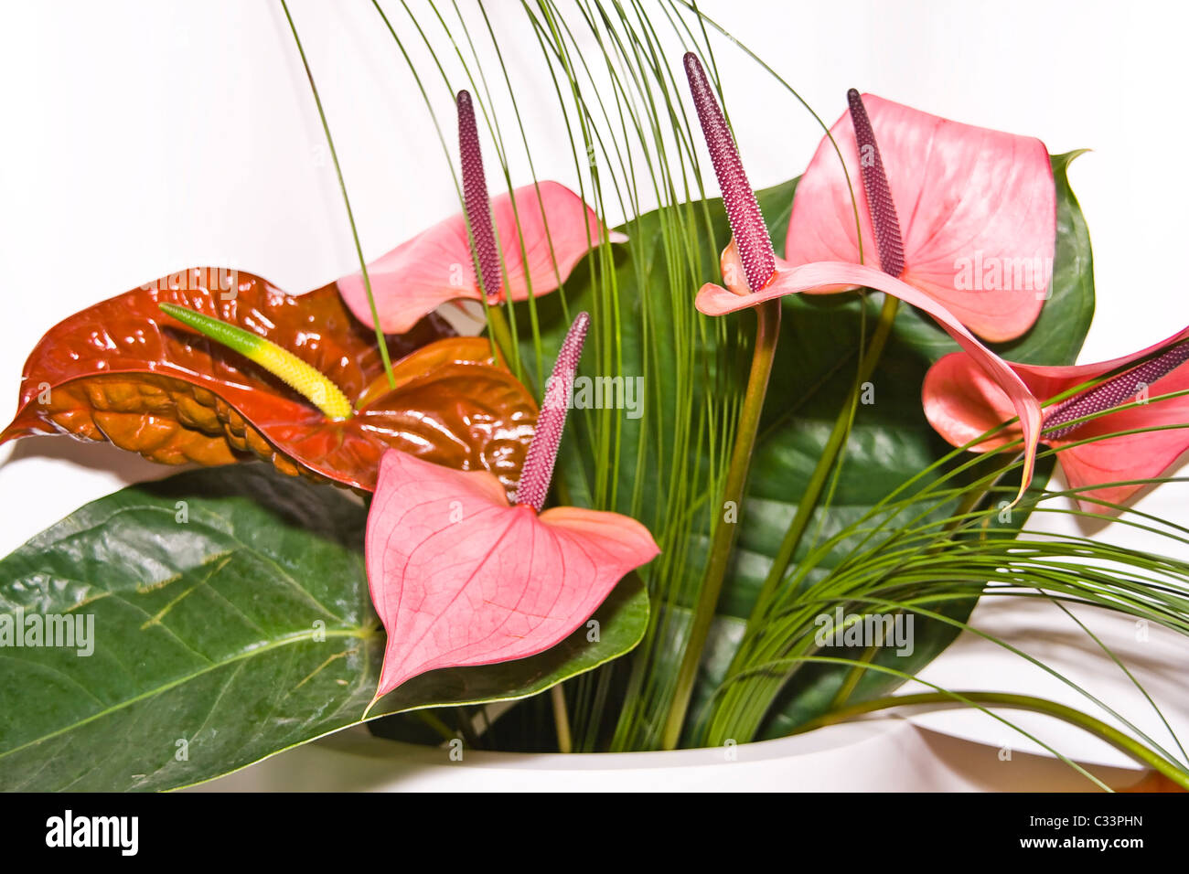 Background of Beautiful blooming flamingo flowers Stock Photo - Alamy