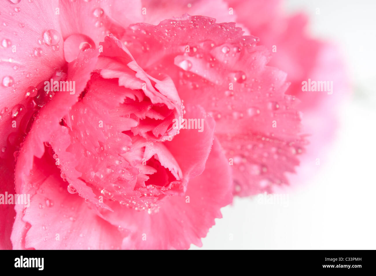 pink Carnation flower Stock Photo - Alamy