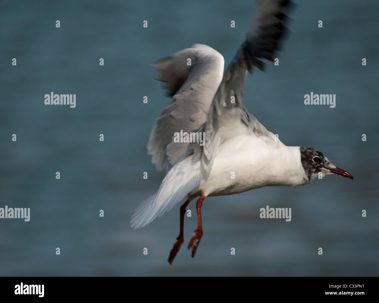 Speed bird hi-res stock photography and images - Alamy