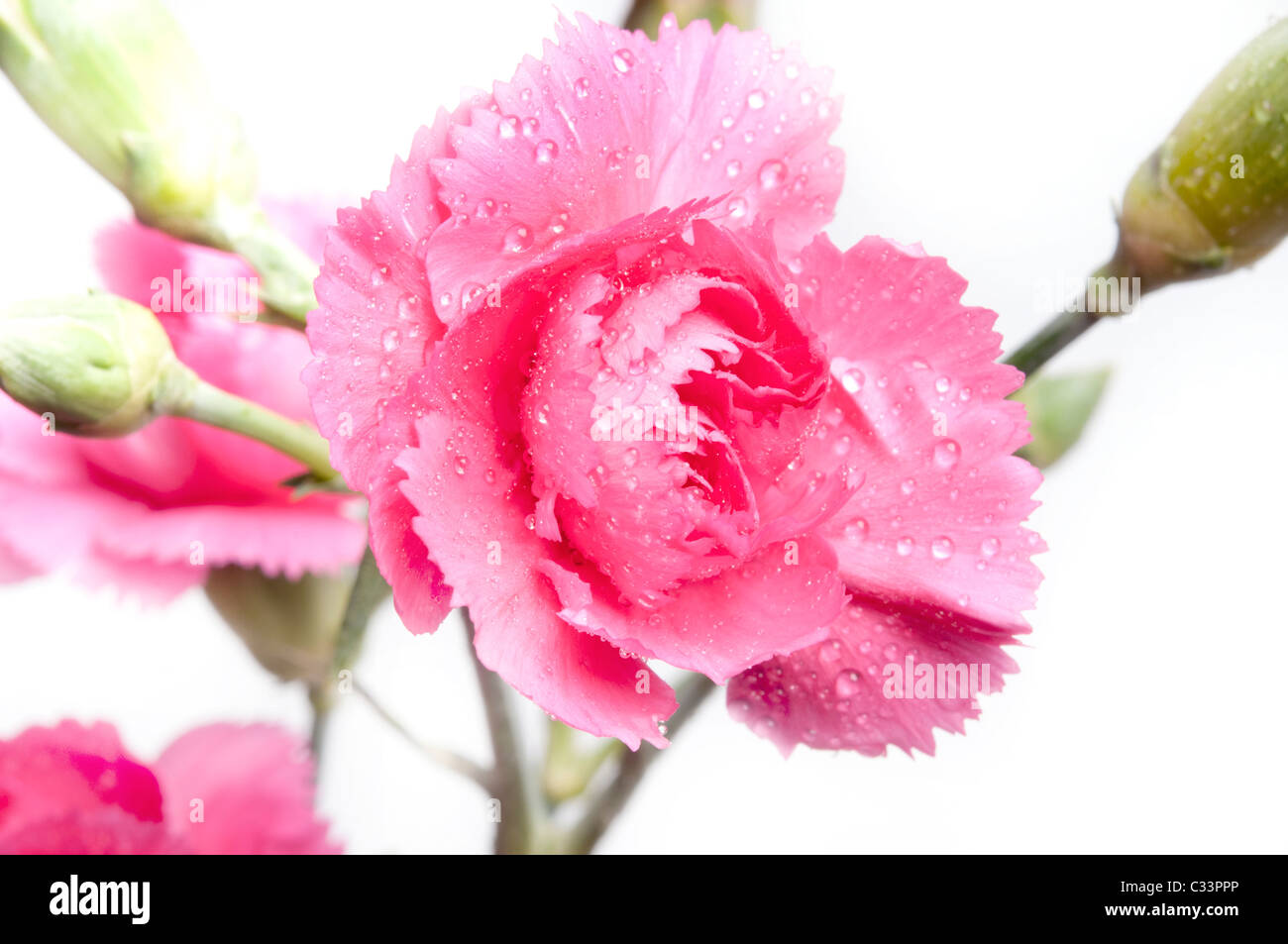pink Carnation flower Stock Photo - Alamy