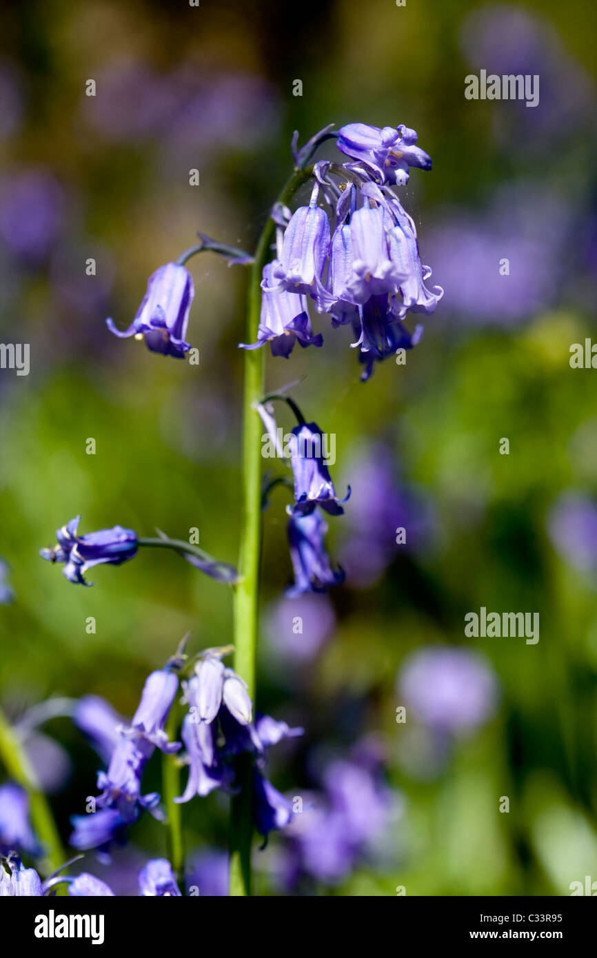 Bluebells in bloom at Middleton Woods, above Ilkley, West Yorkshire ...