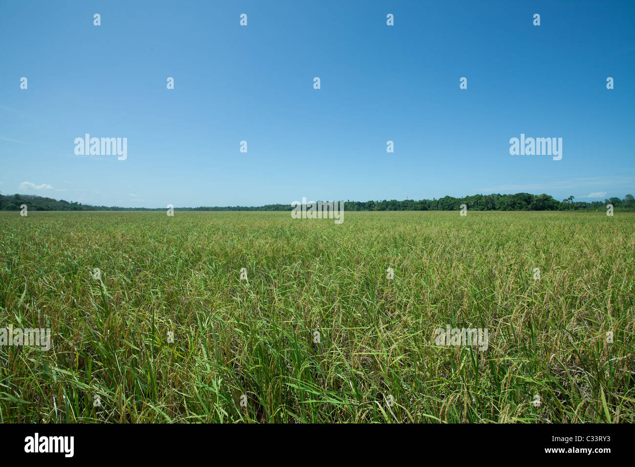 Landscape of rice field Stock Photo - Alamy