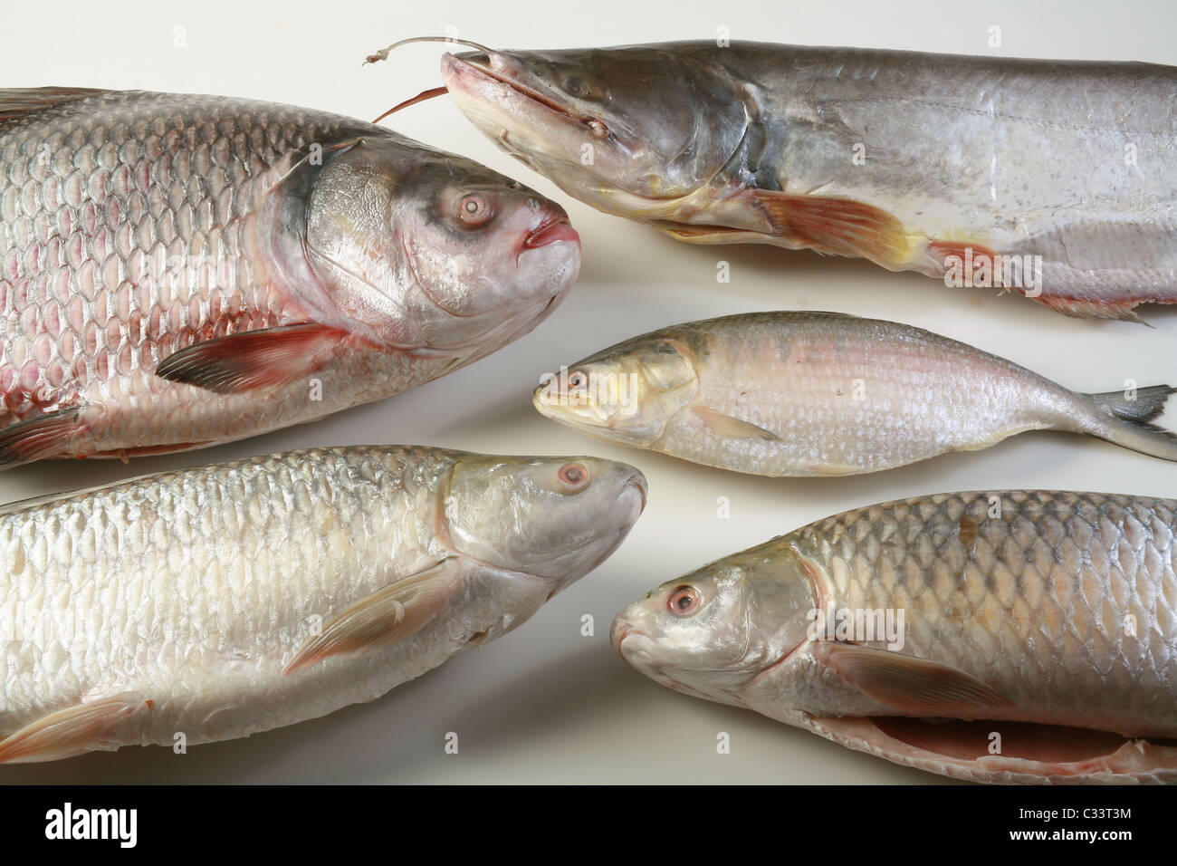 fish on a white background Stock Photo - Alamy