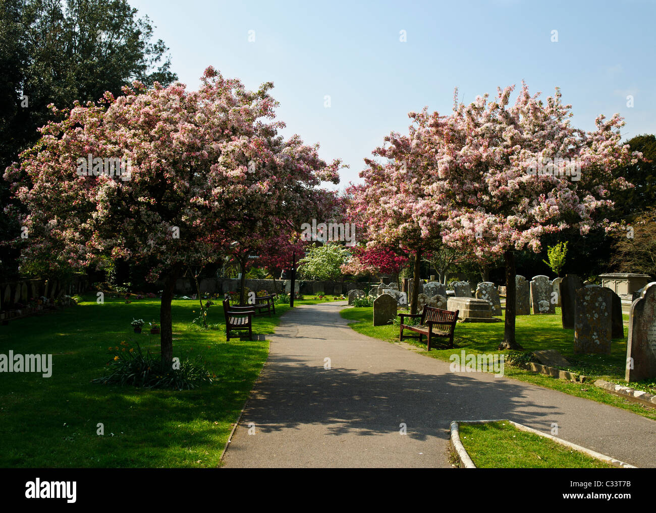 Cherry blossom trees in the church yard of St Mary Church. The late ...
