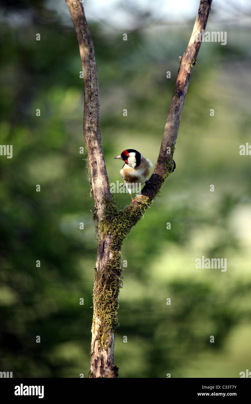 Woodland finch hi-res stock photography and images - Alamy