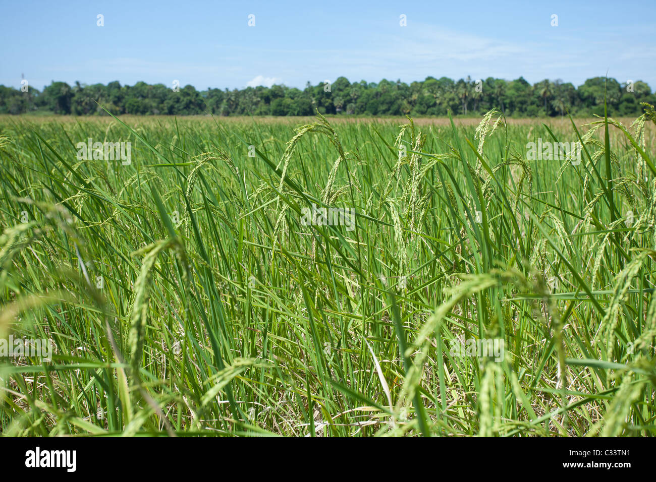 Landscape of rice field Stock Photo - Alamy