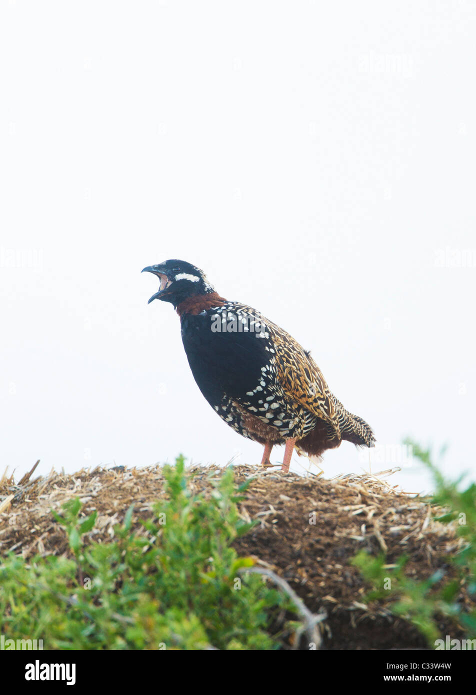 Black Francolin Male Francolinus francolinus calling on territory ...