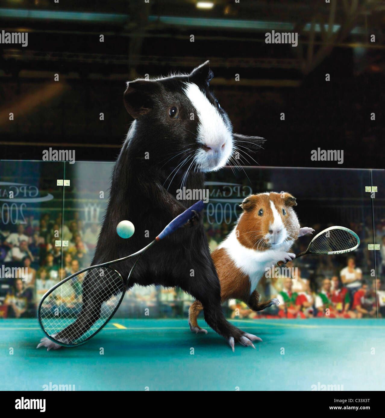 * Guinea Pig Games Cute and furry guinea pigs Bandit and Ginger are put ...