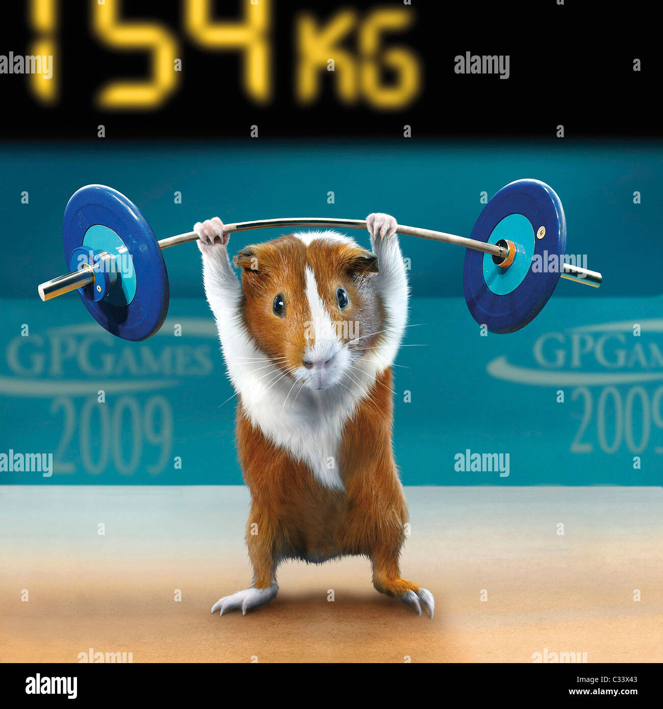 * Guinea Pig Games Cute and furry guinea pigs Bandit and Ginger are put ...