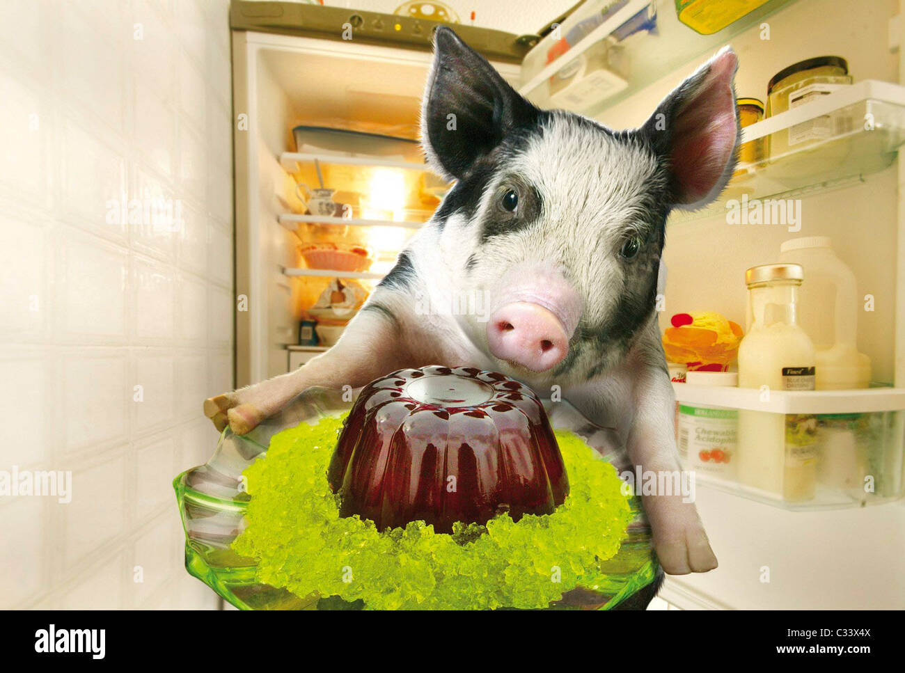 * Greedy Pigs Cheeky pigs live up to their greedy reputation in this ...