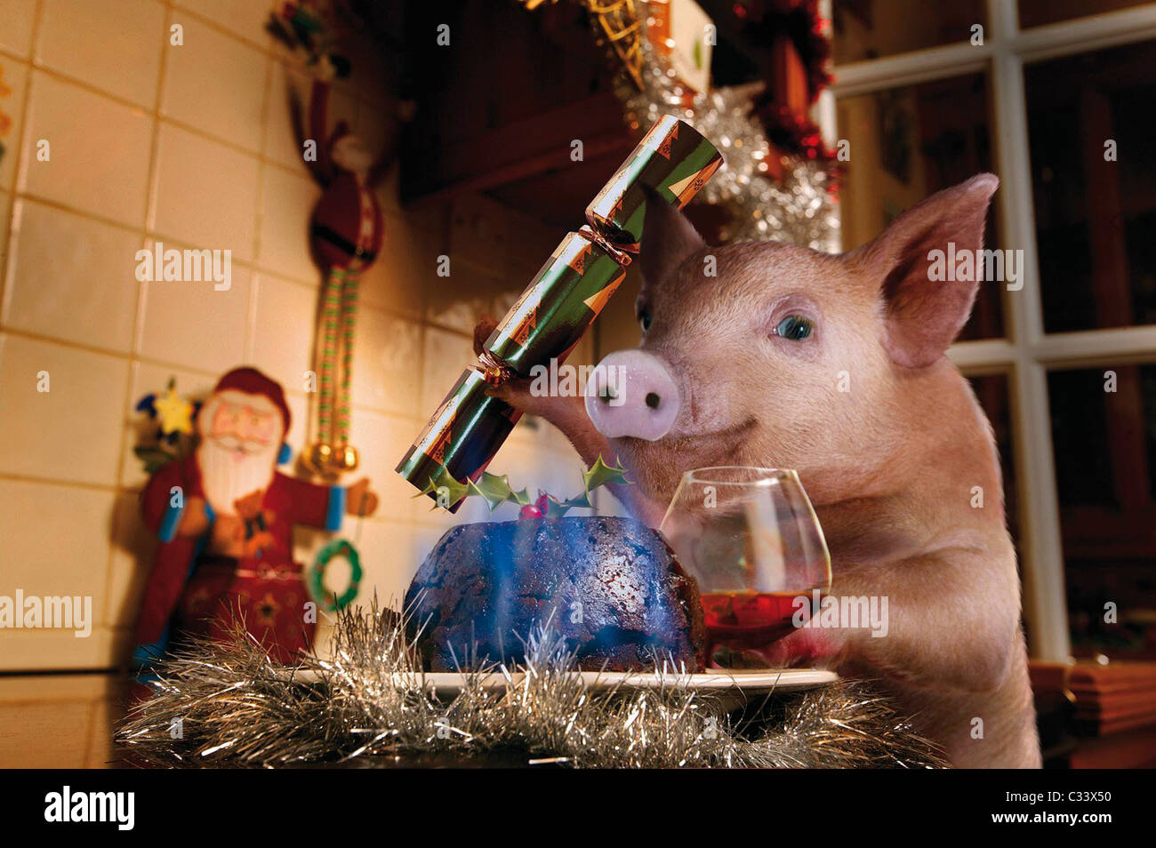 * Greedy Pigs Cheeky pigs live up to their greedy reputation in this ...