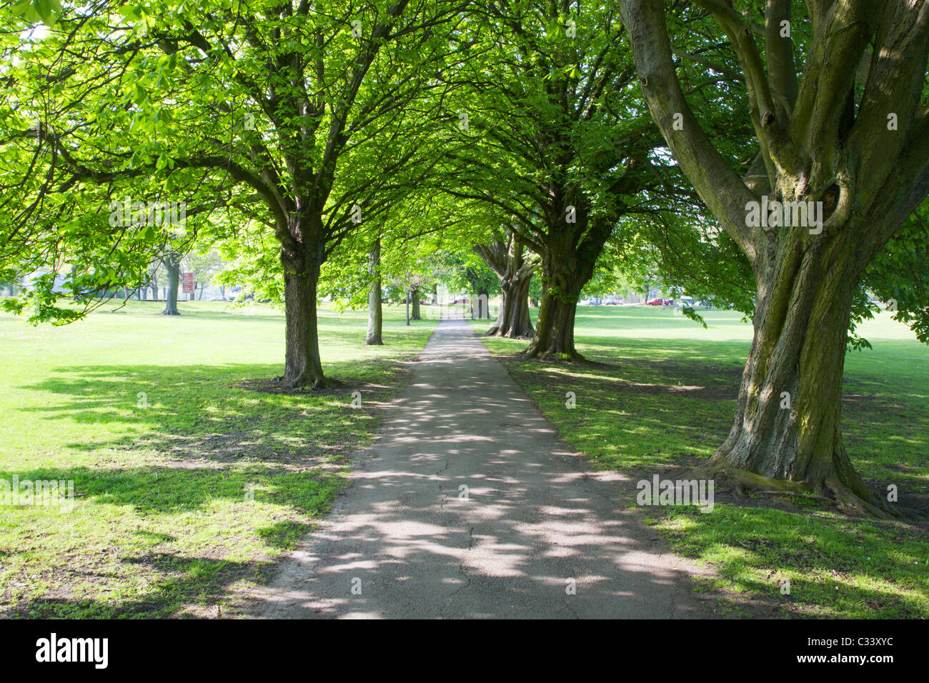 Avenue with green trees hi-res stock photography and images - Alamy
