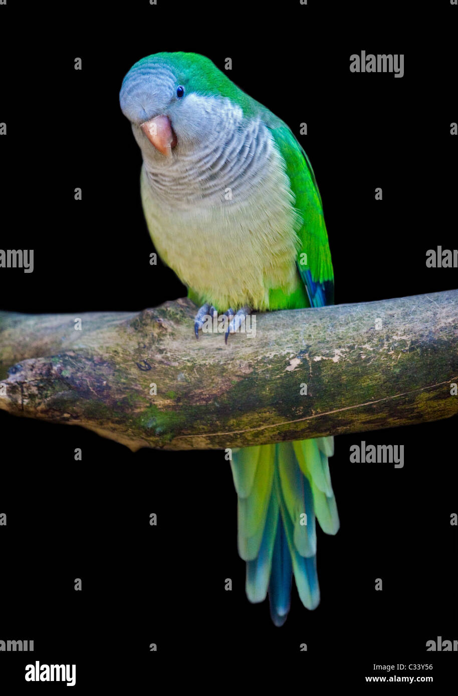 Monk Parakeet (myiopsitta monachus Stock Photo - Alamy