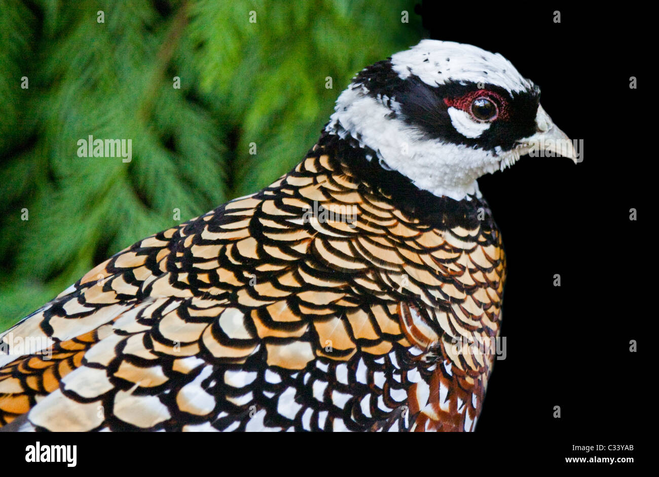 Reeve's Pheasant (syrmaticus reevesii) male Stock Photo - Alamy