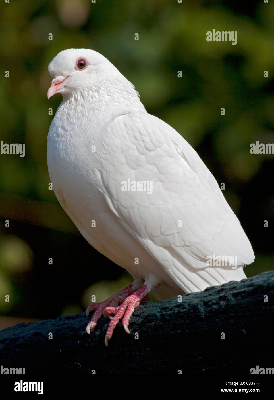 White Dove (columba Stock Photo - Alamy