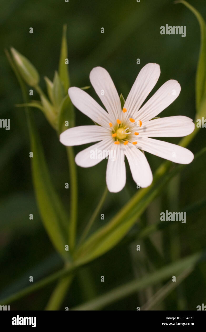 Common stitchwort hi-res stock photography and images - Alamy