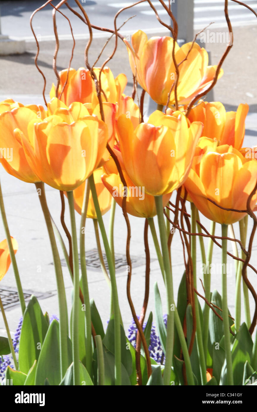 Orange Tulips in the Spring Stock Photo - Alamy