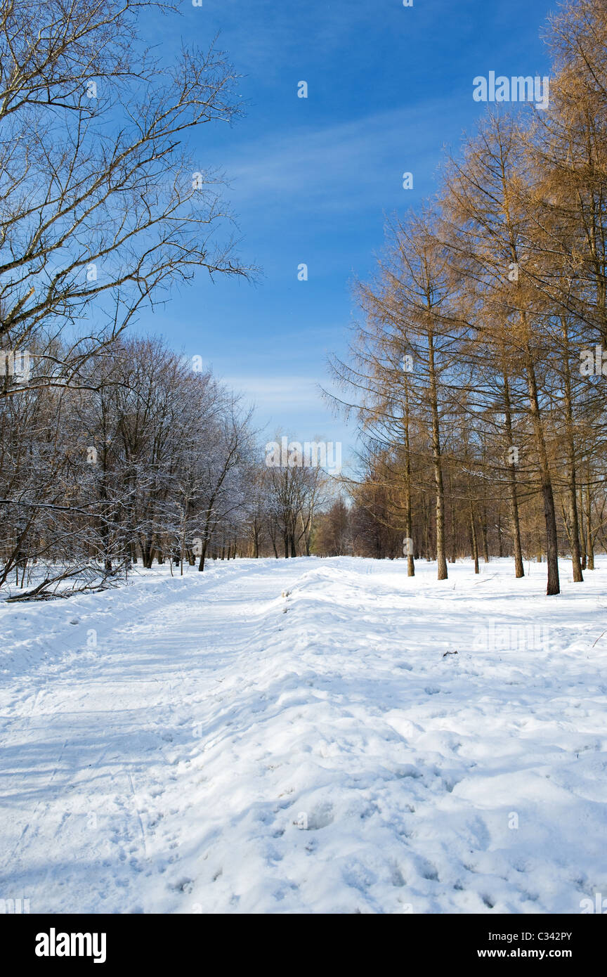snowy trail in snowy woods in the morning Stock Photo - Alamy