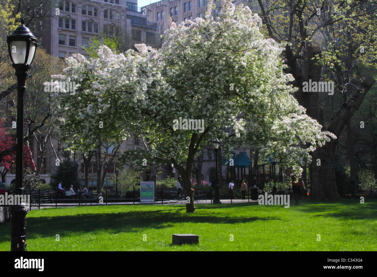 View of Madison Square park, New York City, Manhattan during Morning ...
