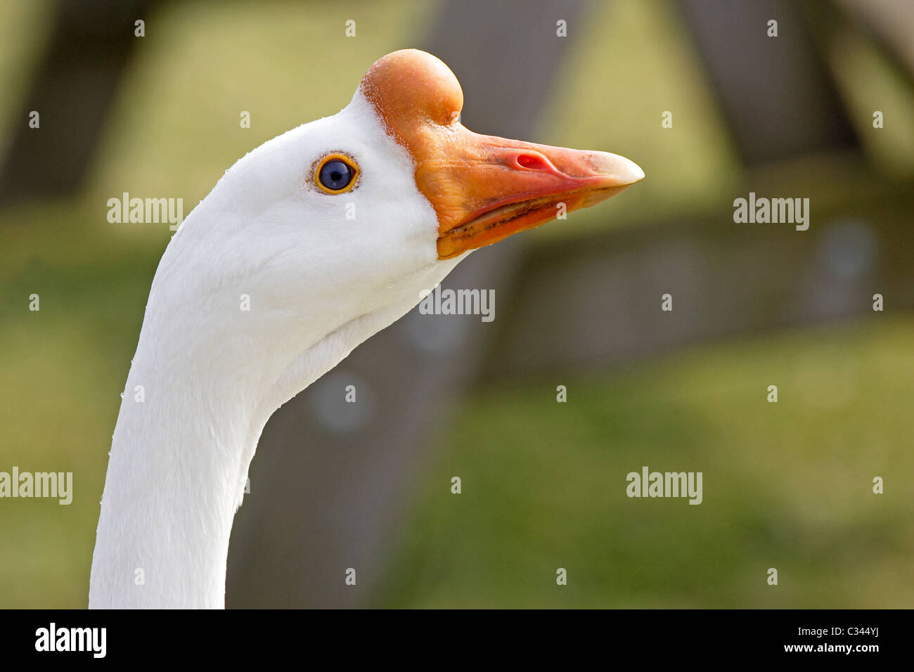 Goose portrait white goose portrait hi-res stock photography and images ...