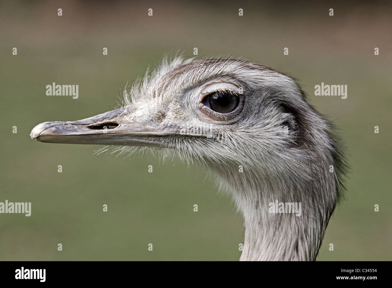 Rhea Flightless Bird High Resolution Stock Photography and Images - Alamy