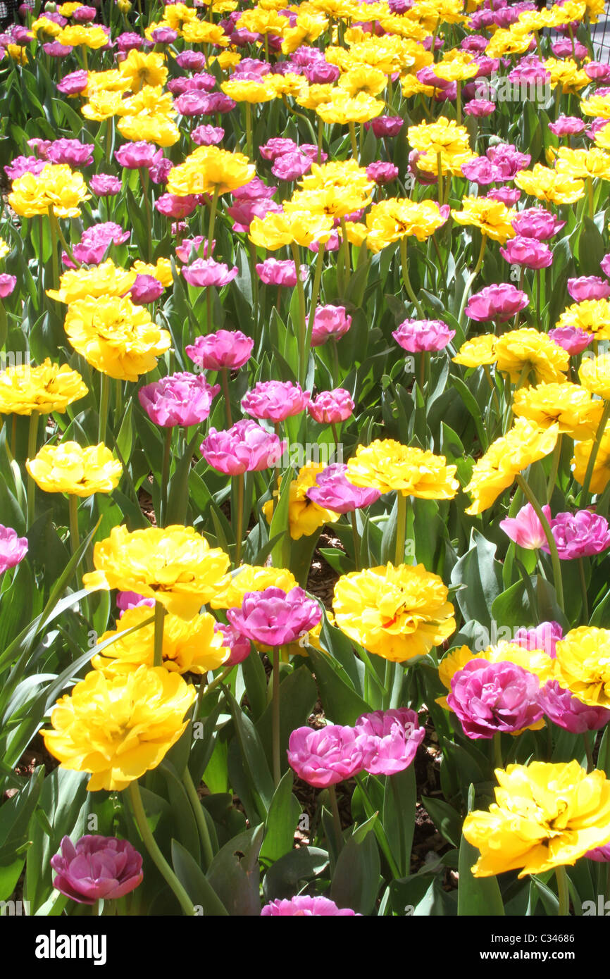 Pink and Yellow Geraniums in the Spring Stock Photo - Alamy
