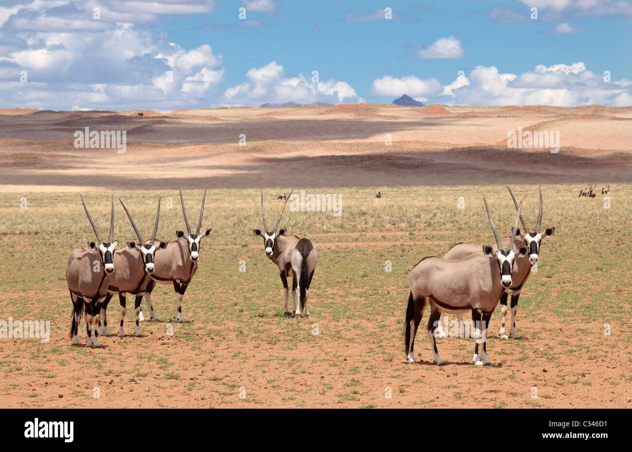 Namibrand nature reserve, namibia hi-res stock photography and images ...