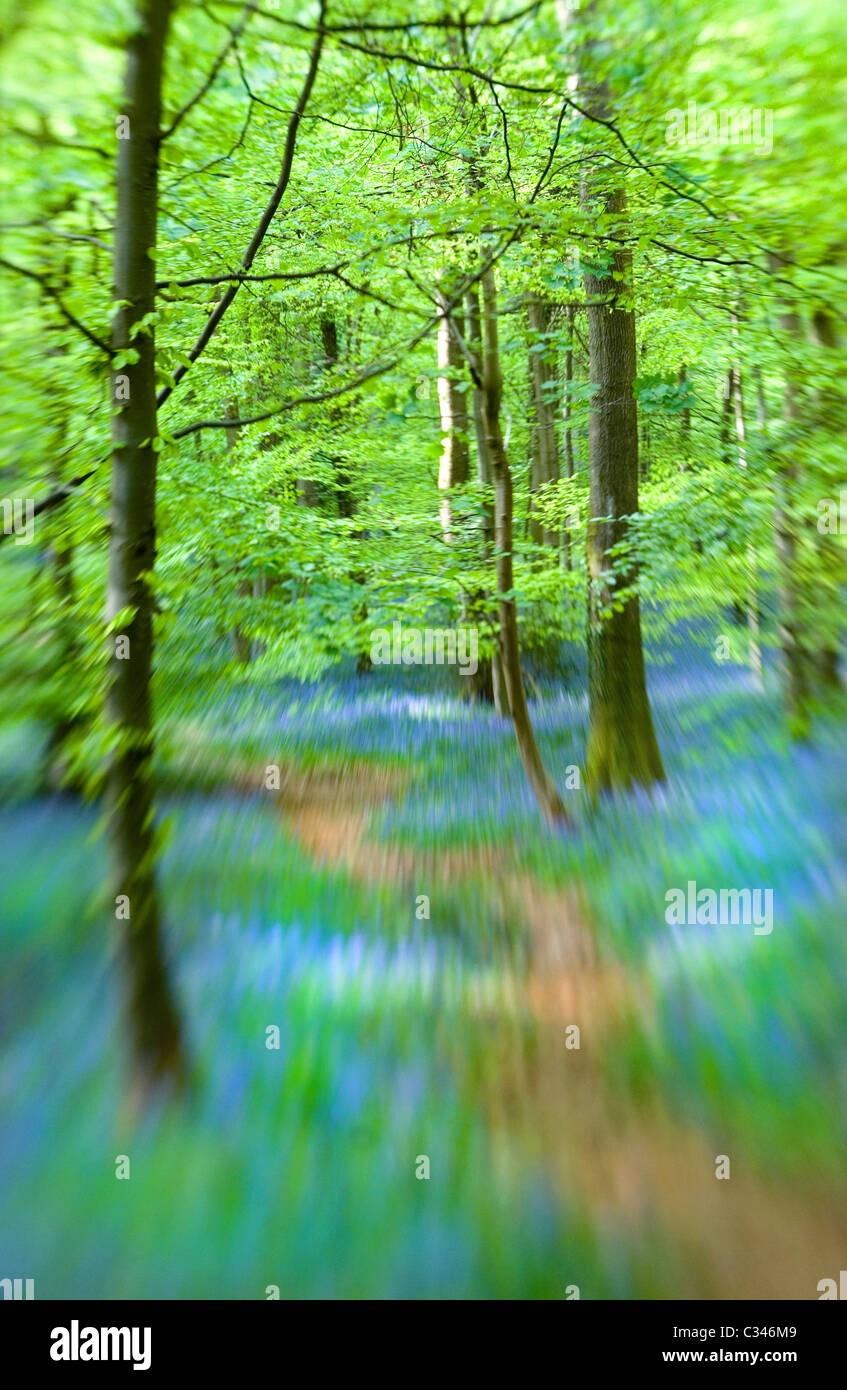 Bluebell Wood (blue bell) Forest of dean, abstract Stock Photo - Alamy