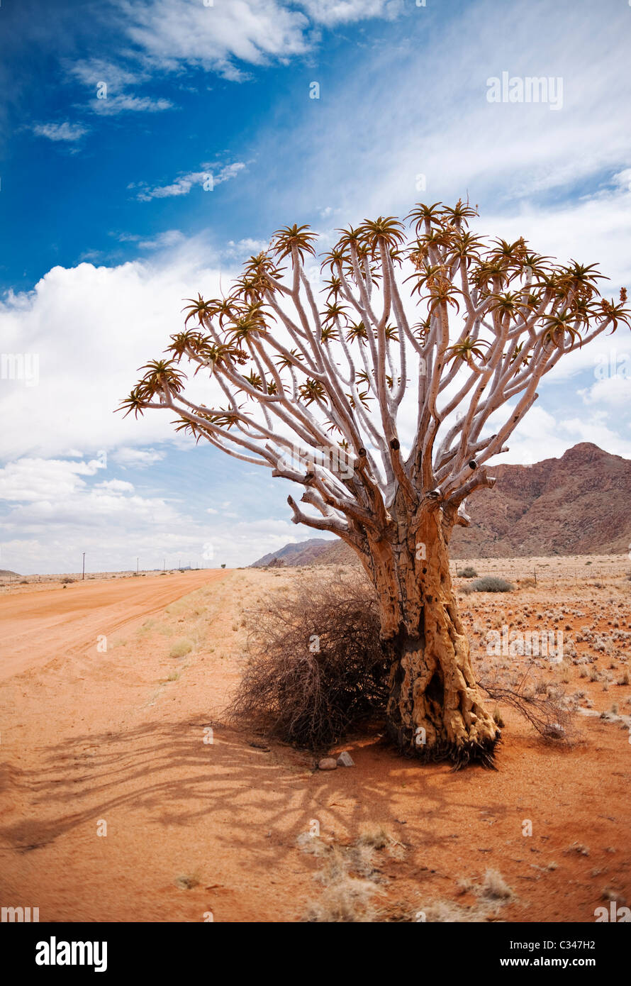 Aloe dichotoma or Quiver tree, Namibia, Africa Stock Photo - Alamy