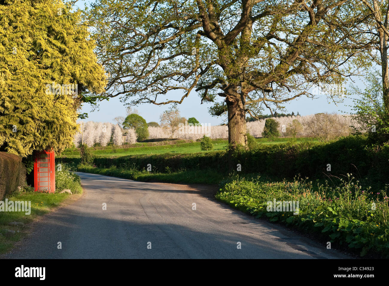 Cider apple orchard uk hi-res stock photography and images - Alamy