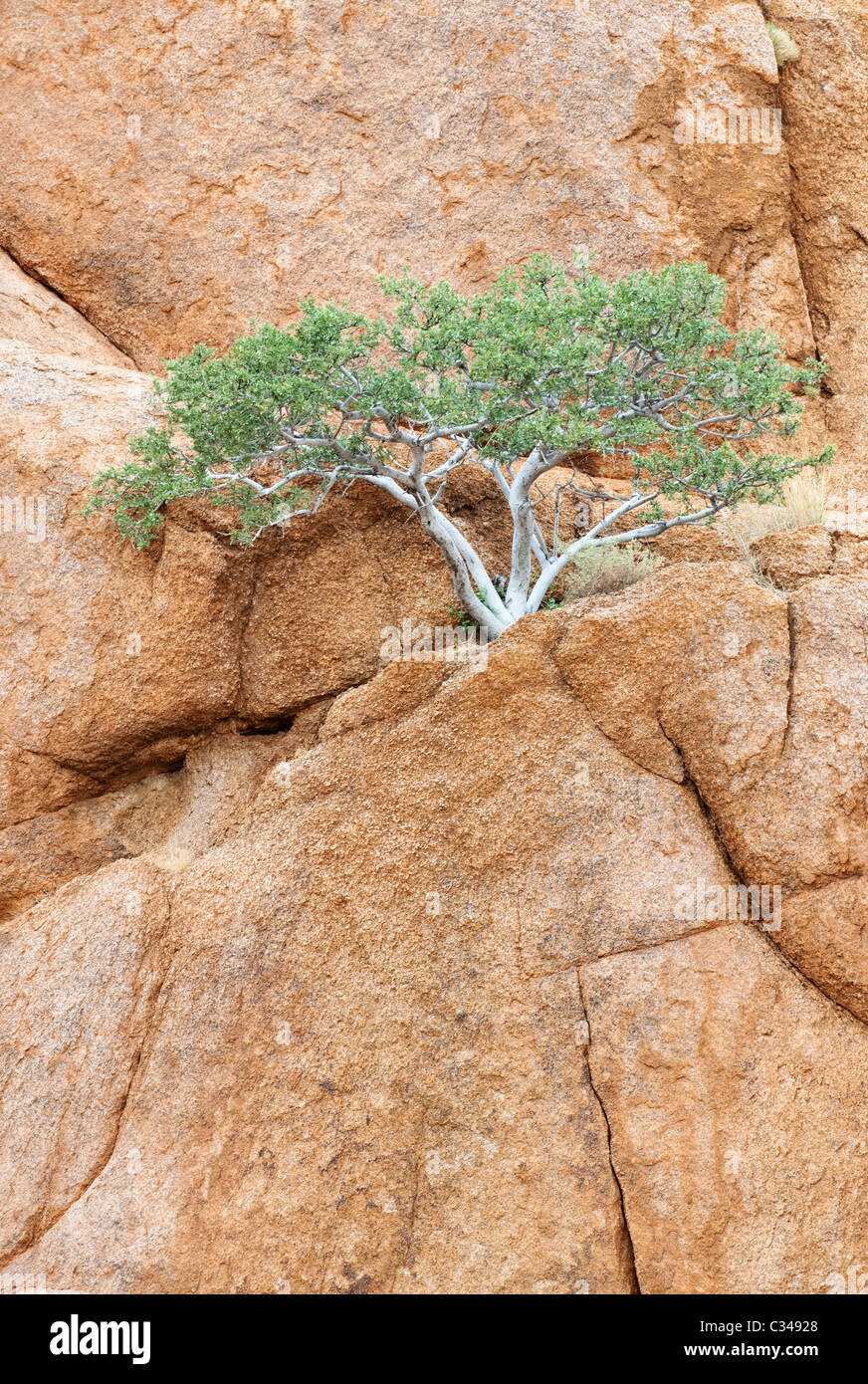 Lone tree on the rock, Namibia, Africa Stock Photo - Alamy