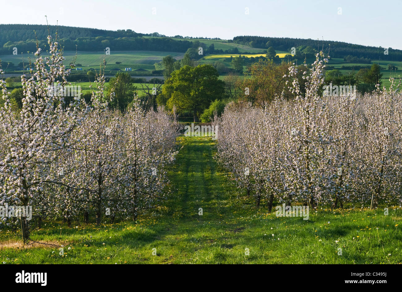 Cider apple orchard uk hi-res stock photography and images - Alamy