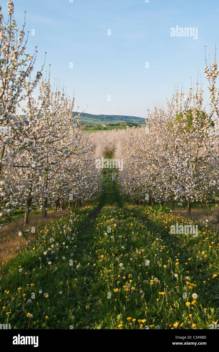 Cider apple orchard uk hi-res stock photography and images - Alamy