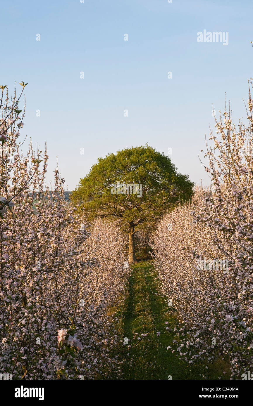 Cider apple orchard uk hi-res stock photography and images - Alamy