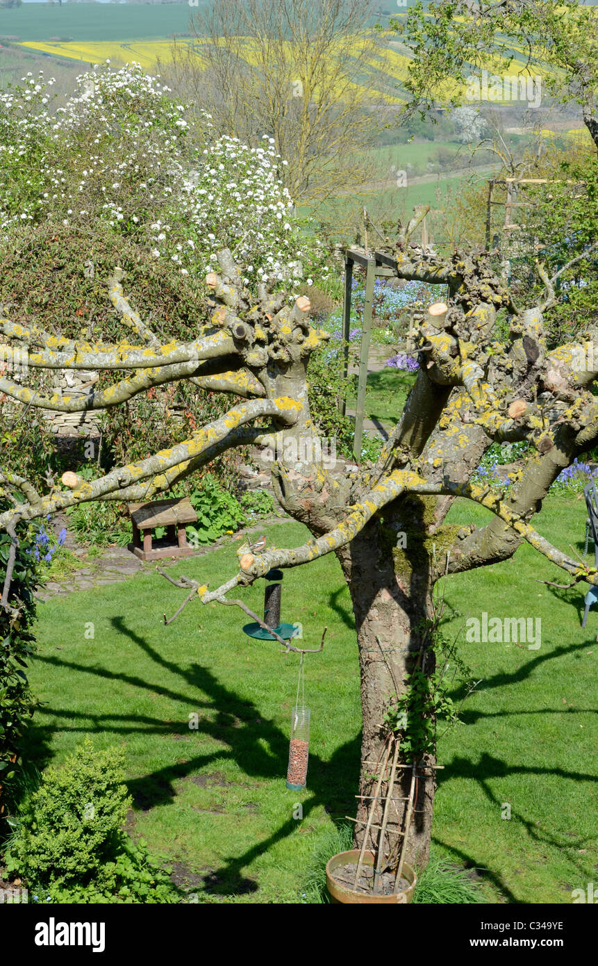 Pruned apple tree hi-res stock photography and images - Alamy