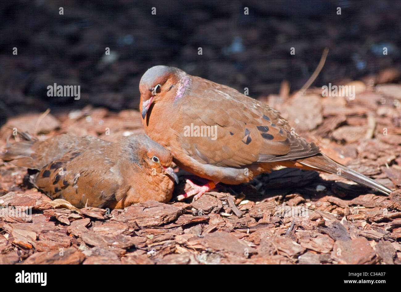 Socorro doves hi-res stock photography and images - Alamy Socorro doves hi-res stock photography and images - Alamy
