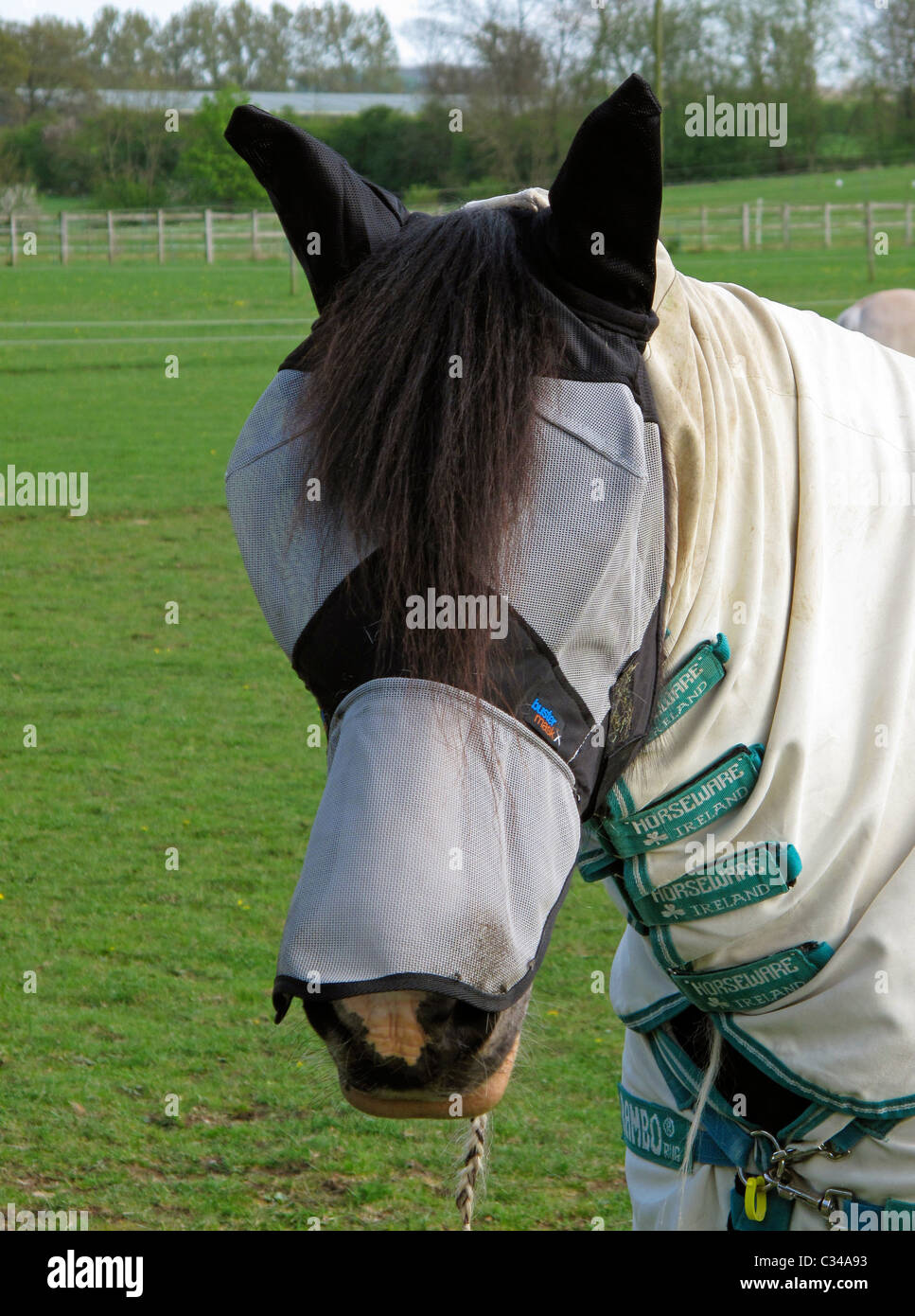 Protective eye mask worn by a horse to prevent flies from flying into ...