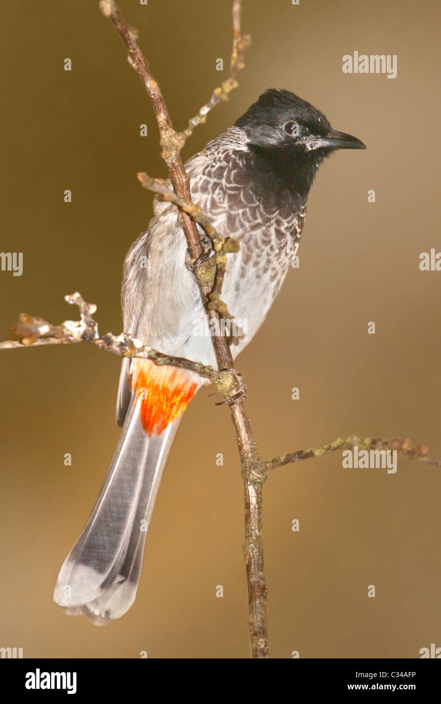 Bulbuls hi-res stock photography and images - Alamy