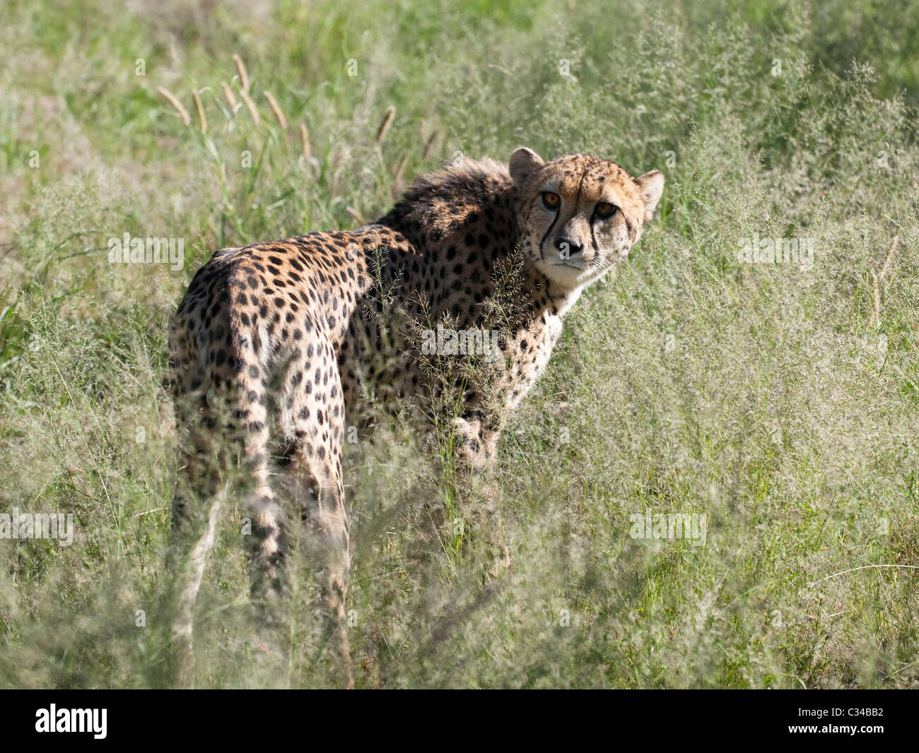 A cheetah, Namibia, Africa Stock Photo - Alamy