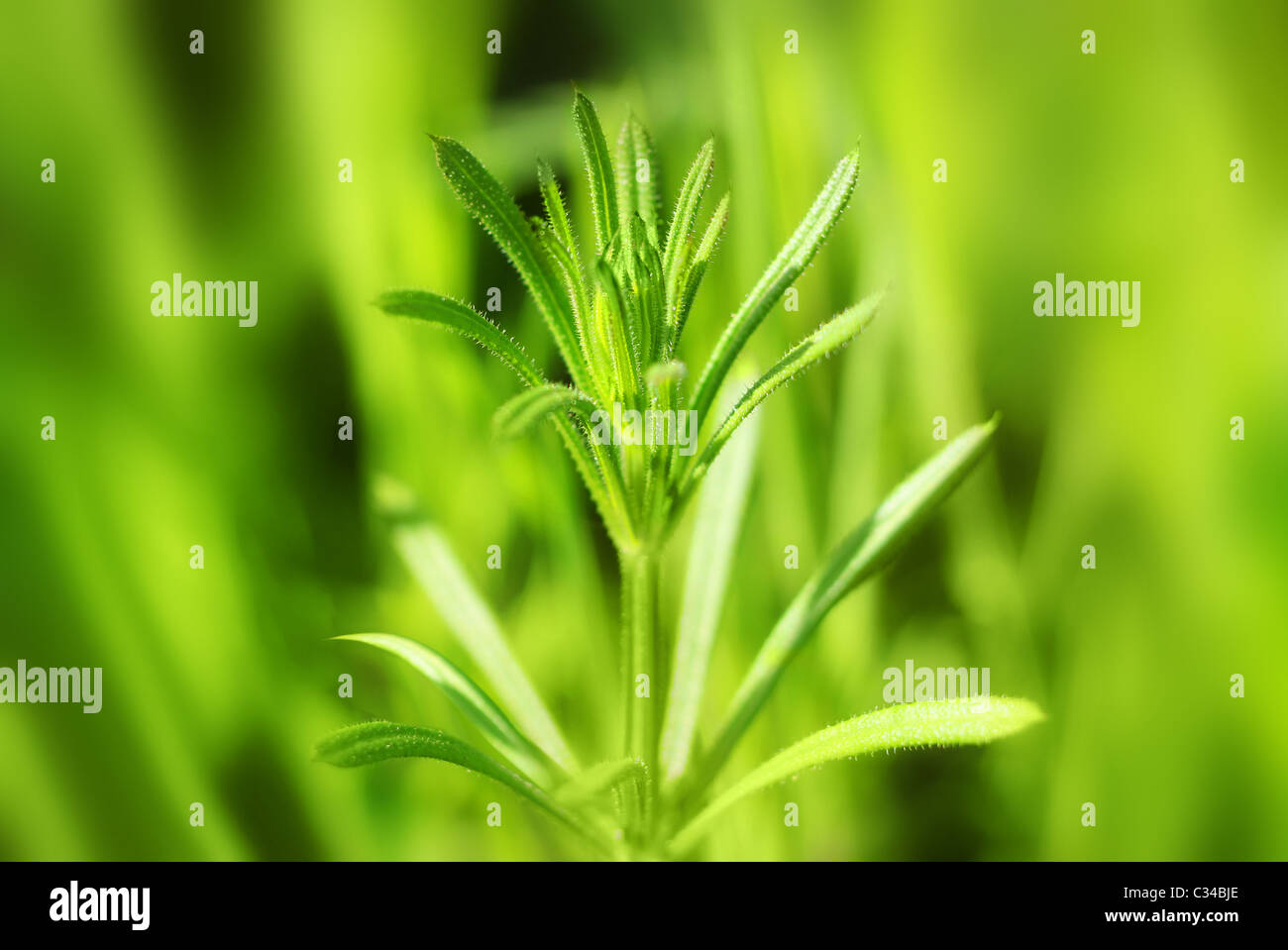 Single sprout on natural green defocused background Stock Photo - Alamy