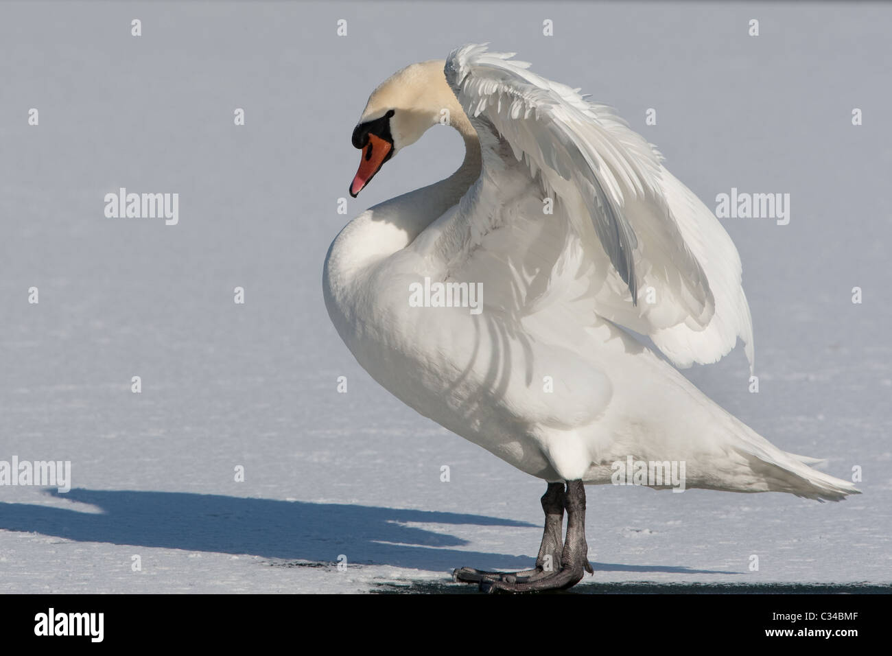 Mute Swan standing on frozen water Stock Photo - Alamy