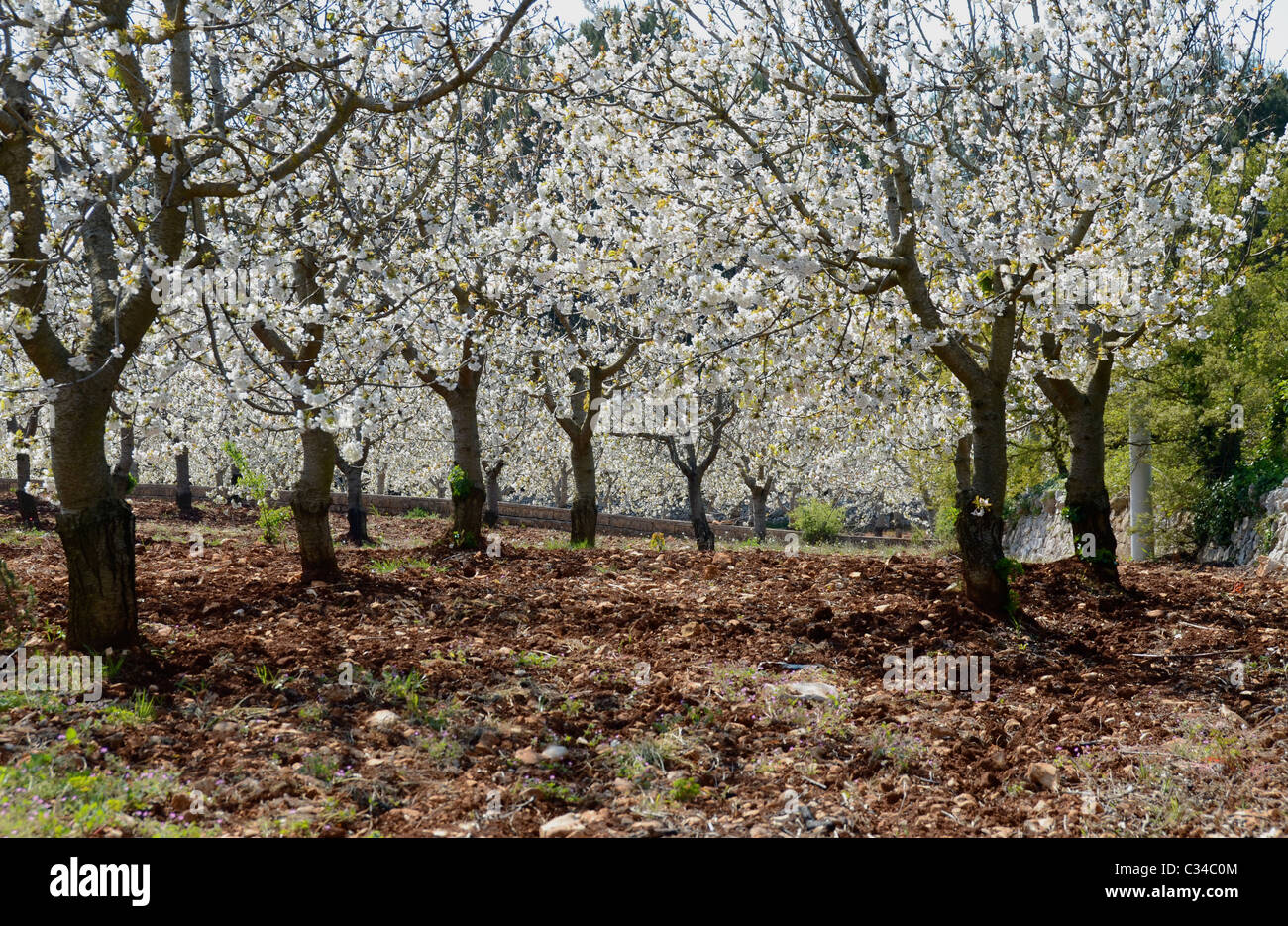 Cherry orchard in full flower, April, Puglia (Apulia Stock Photo - Alamy