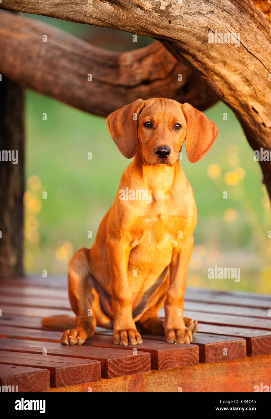 Puppy, Namibia, Africa Stock Photo - Alamy