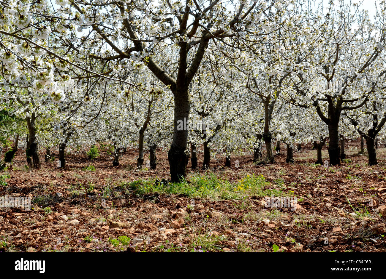 Cherry orchard in full flower, April, Puglia (Apulia Stock Photo - Alamy
