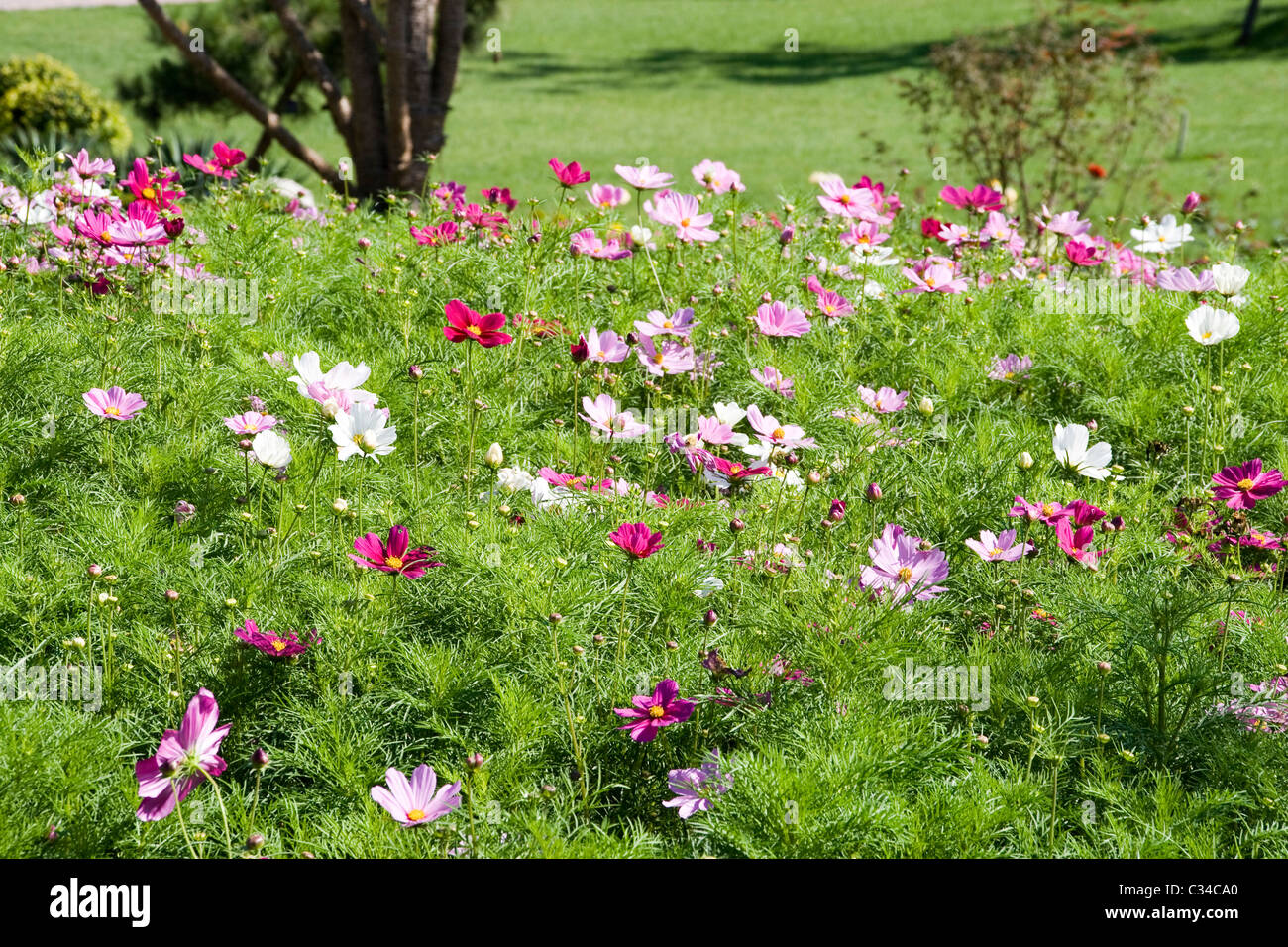 Background of Beautiful blooming flowers Stock Photo - Alamy