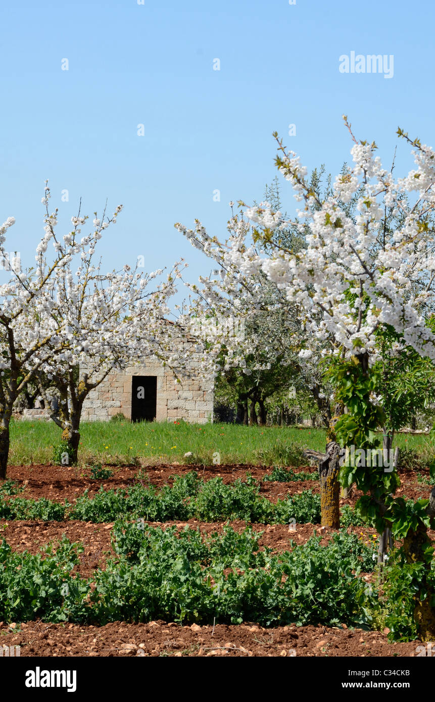Cherry orchard in full flower, April, Puglia (Apulia Stock Photo - Alamy