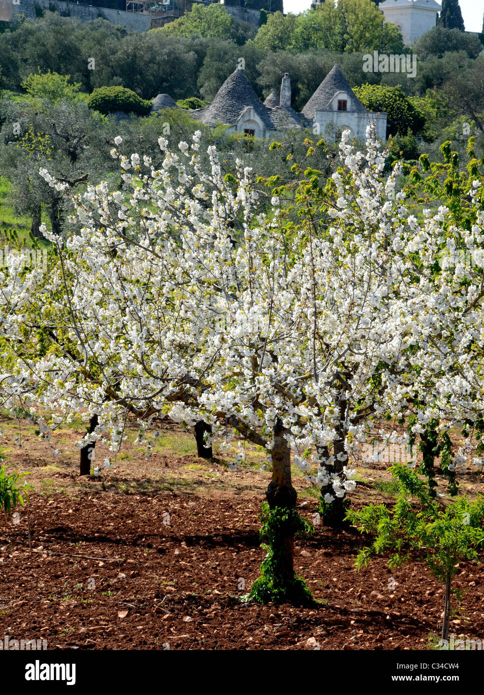 Cherry orchard in full flower, April, Puglia (Apulia Stock Photo - Alamy